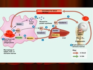 Hematopoiesis 2016 Formation of Blood Cells.ppt