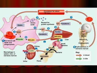 Hematopoiesis 2016 Formation of Blood Cells.ppt