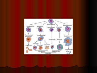 Hematopoiesis 2016 Formation of Blood Cells.ppt