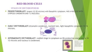 HEMATOPOIESIS AND Hb estimation FINAL.ppt