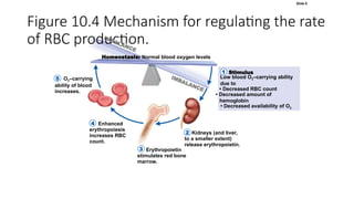 Hematopoiesis and Hemostasis. PowerPoint | PPT