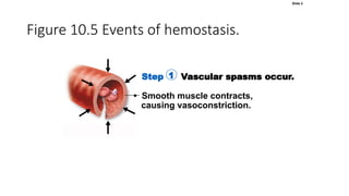 Hematopoiesis and Hemostasis. PowerPoint | PPTX