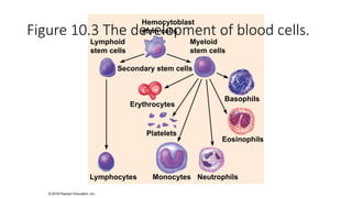 Hematopoiesis and Hemostasis. PowerPoint | PPTX