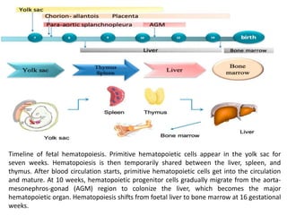 Hematopoiesis.pptx