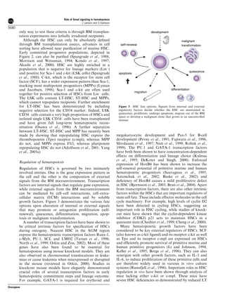 Hematopoiesis nature | PDF | Blood Disorders | Diseases and Conditions