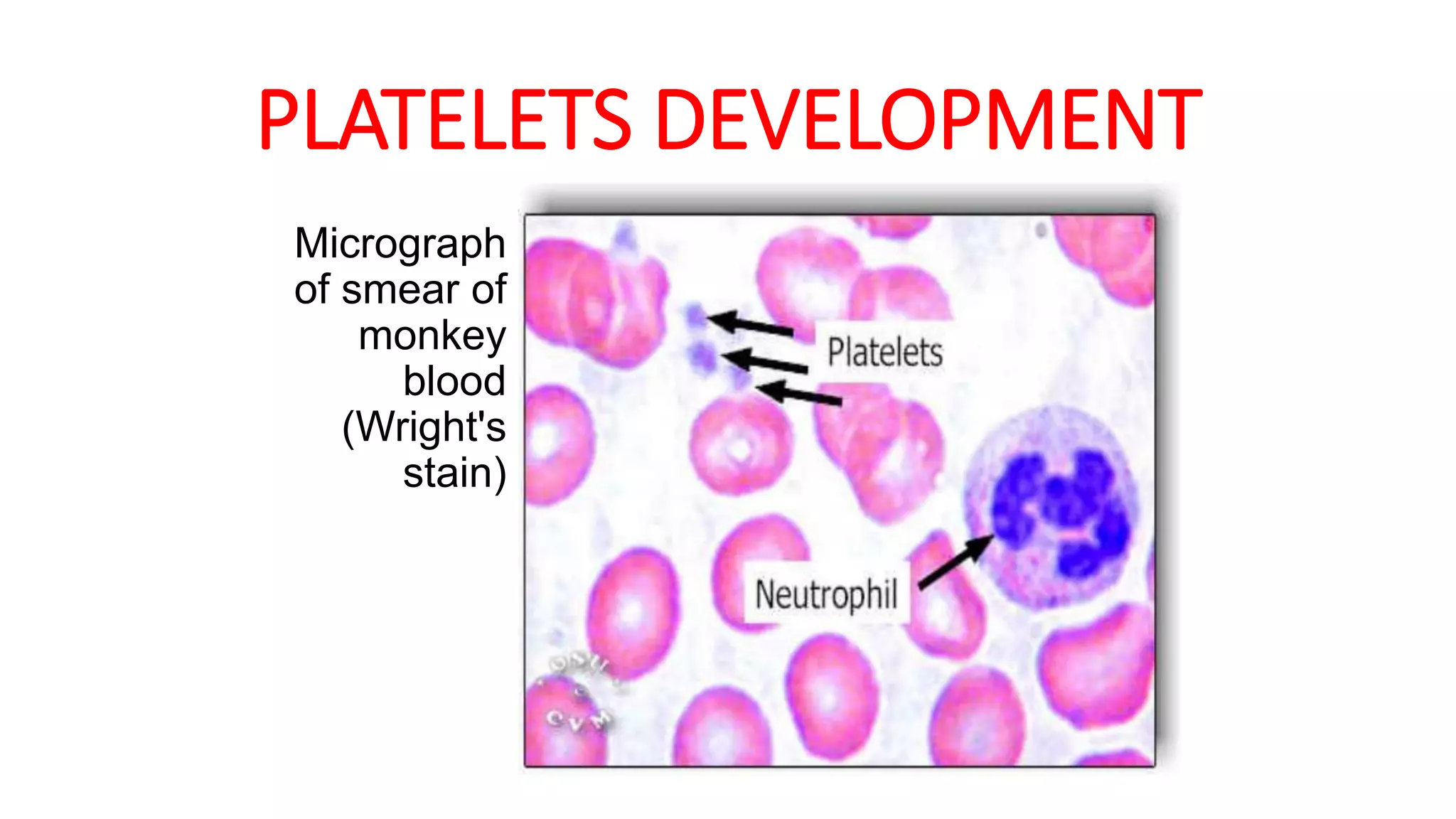 Hematopoiesis: Formation of Blood Cells - An Overview | PPTX
