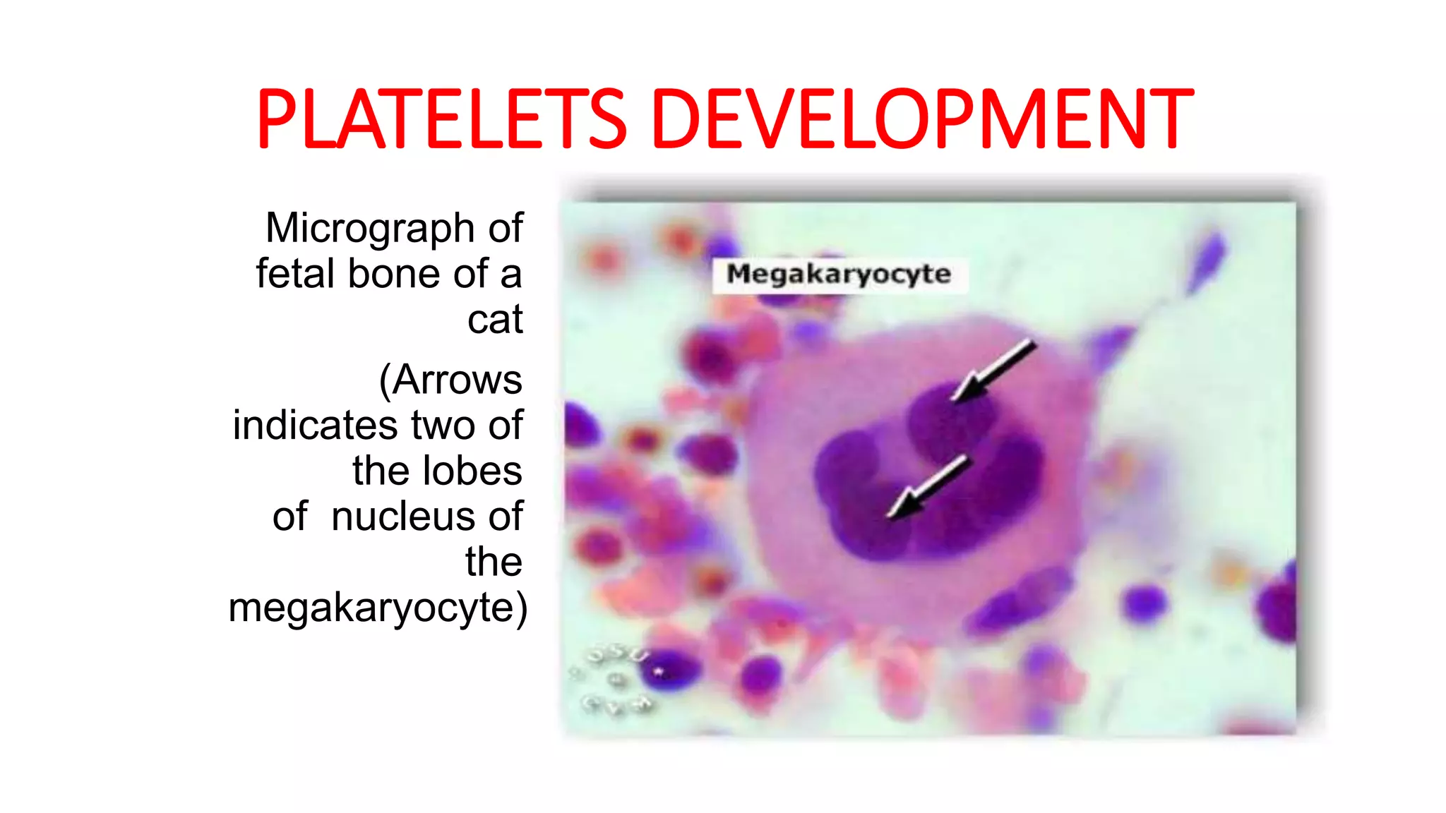 Hematopoiesis: Formation of Blood Cells - An Overview | PPTX
