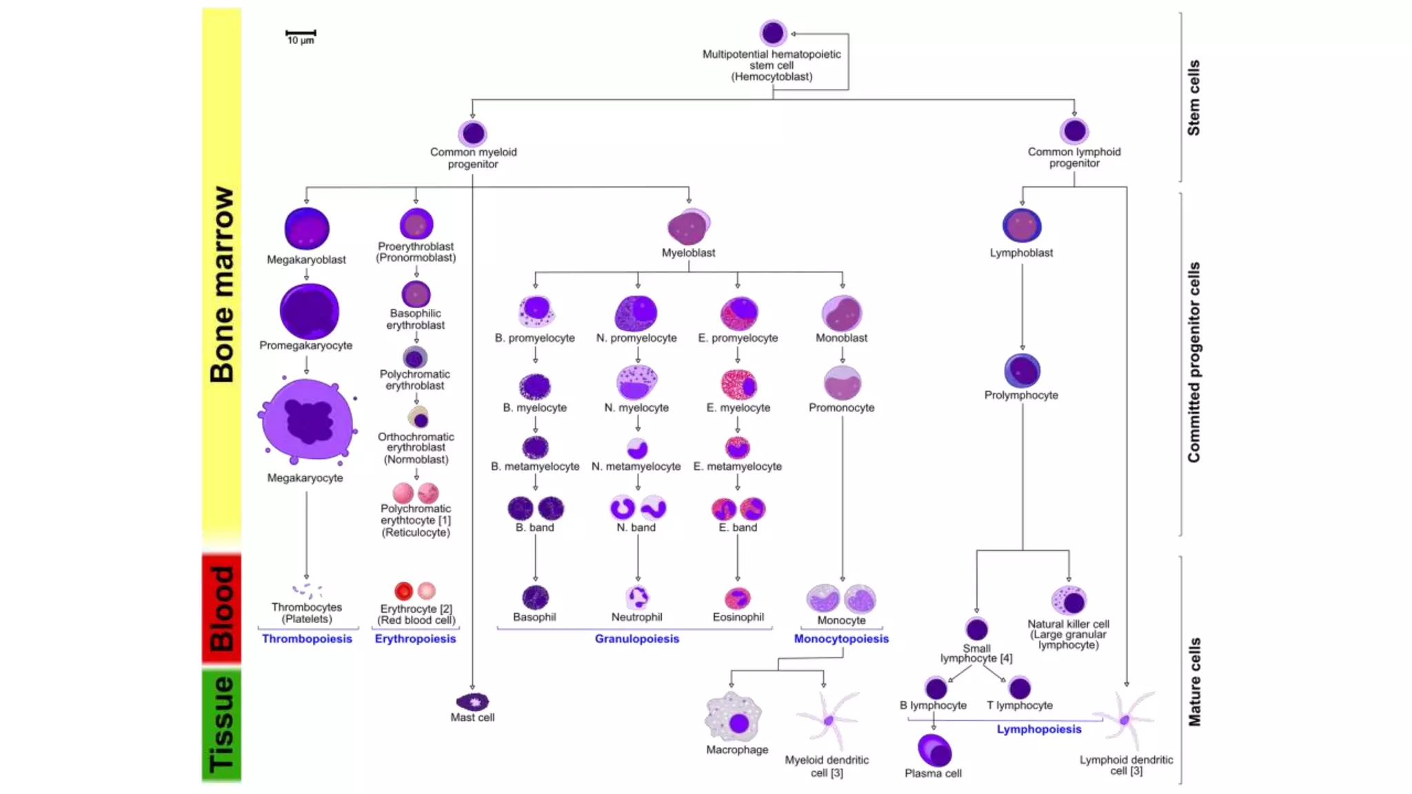 Hematopoiesis: Formation of Blood Cells - An Overview | PPTX