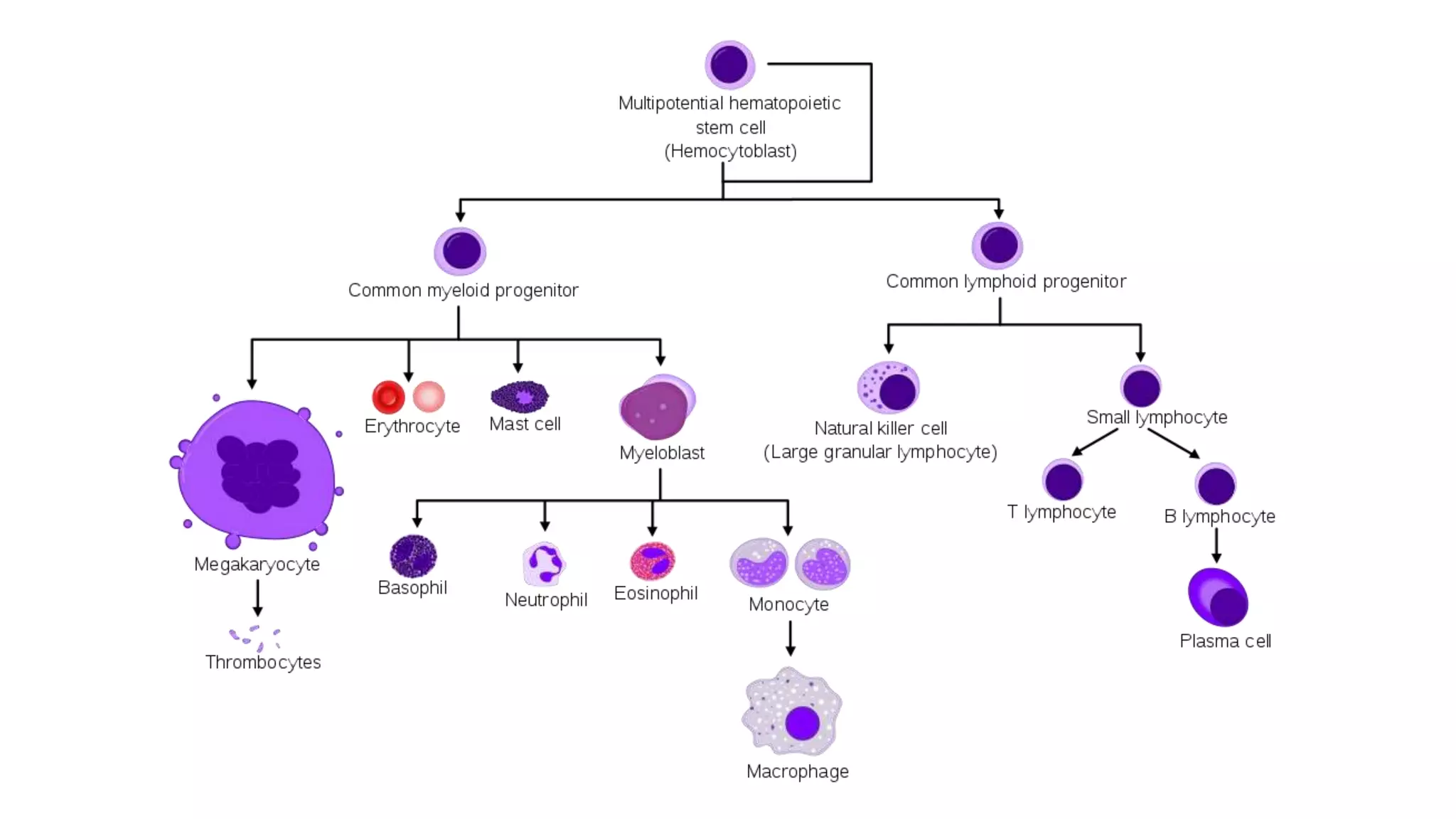 Hematopoiesis: Formation of Blood Cells - An Overview | PPTX