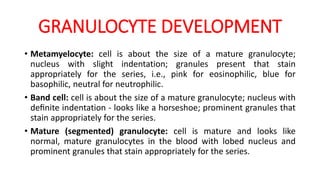 Hematopoiesis: Formation of Blood Cells - An Overview | PPTX