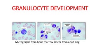 Hematopoiesis: Formation of Blood Cells - An Overview | PPTX