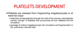 Hematopoiesis: Formation of Blood Cells - An Overview | PPTX