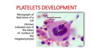 Hematopoiesis: Formation of Blood Cells - An Overview | PPTX