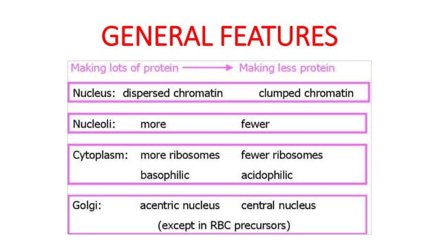 Hematopoiesis: Formation of Blood Cells - An Overview | PPTX