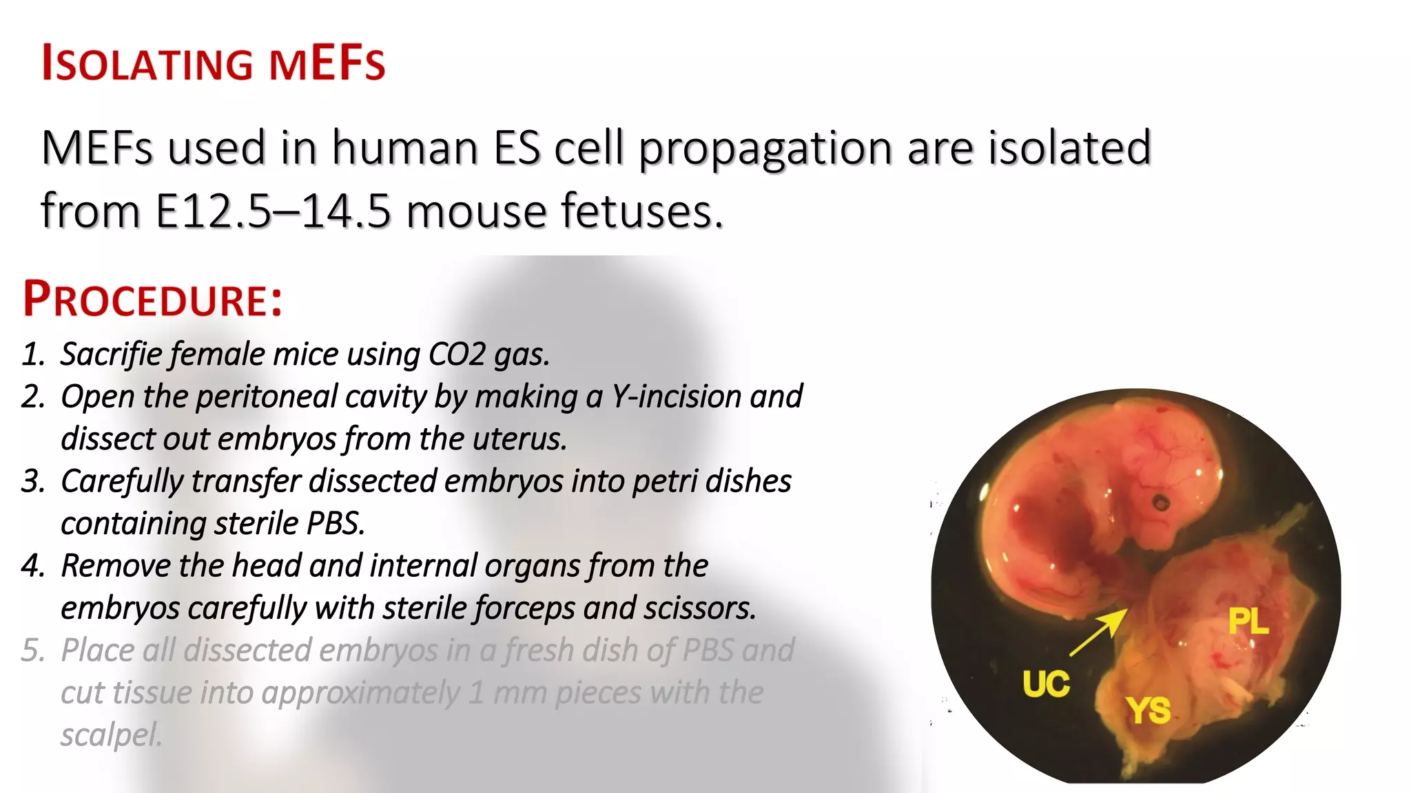 Hematopoietic development of human embryonic stem cells | PDF