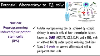 Hematopoietic development of human embryonic stem cells | PPT | Free ...