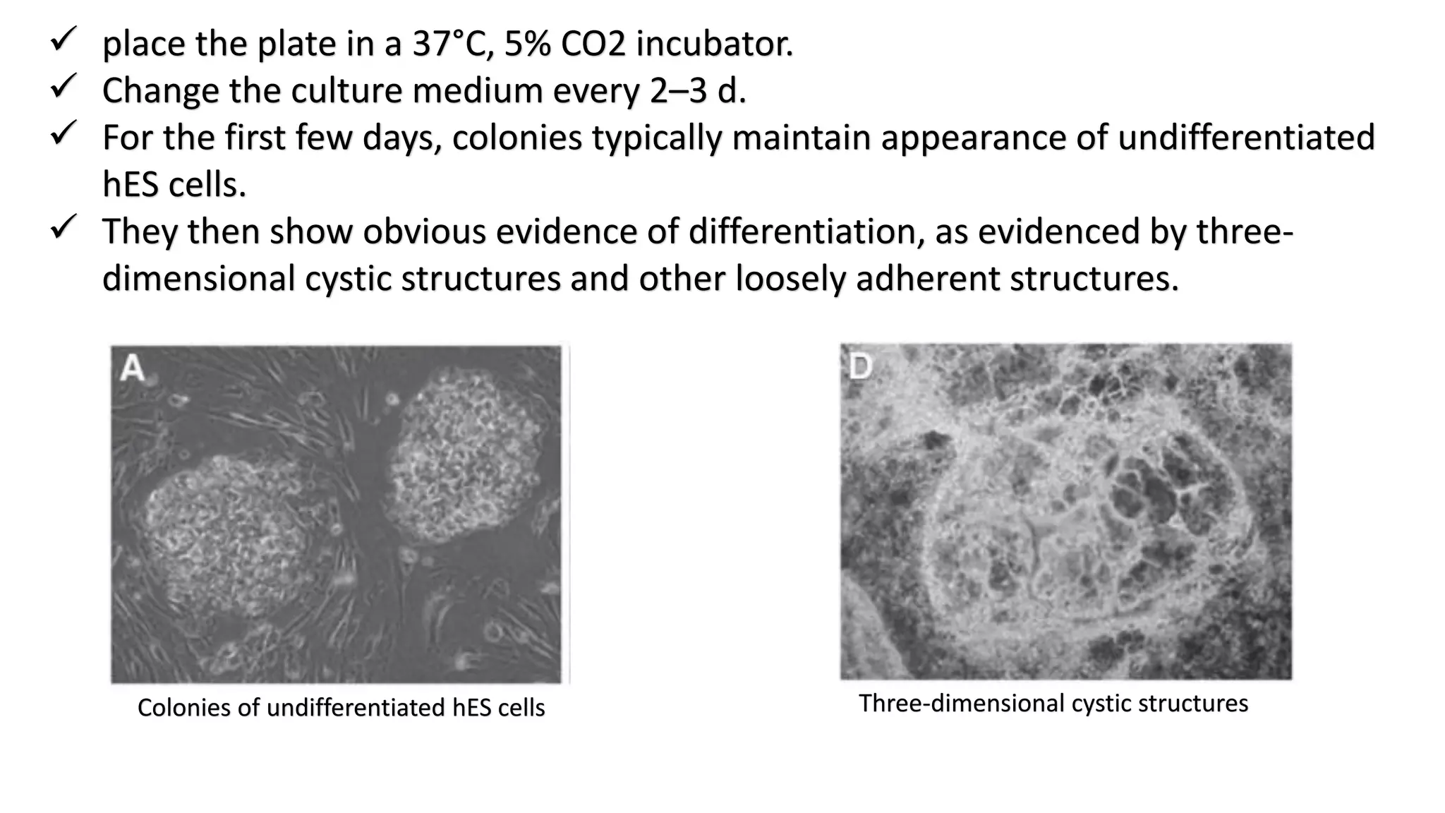 Hematopoietic development of human embryonic stem cells | PDF
