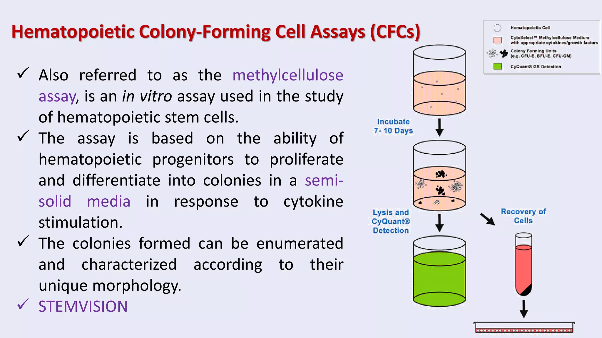 Hematopoietic development of human embryonic stem cells | PDF