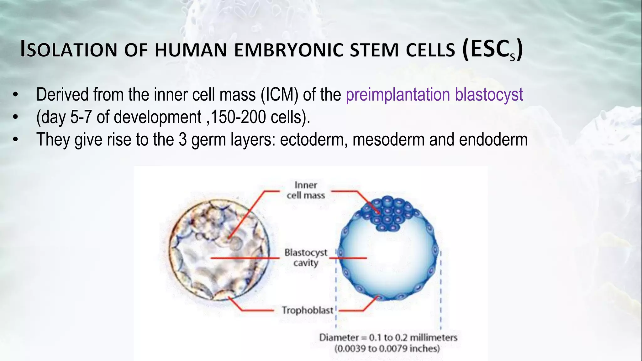 Hematopoietic development of human embryonic stem cells | PDF