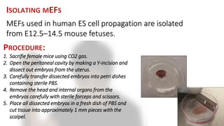 Hematopoietic development of human embryonic stem cells | PDF