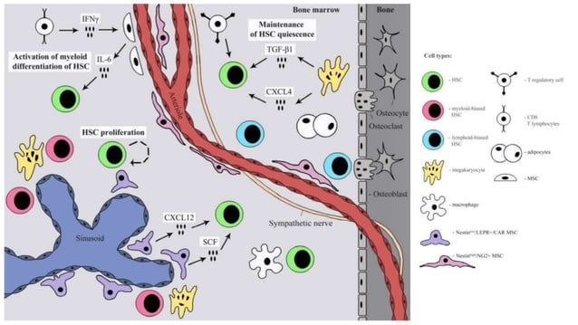Hematopoietic Stem Cell Harvesting and Mobilization.pptx