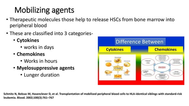 Hematopoietic Stem Cell Harvesting and Mobilization.pptx