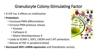 Hematopoietic Stem Cell Harvesting and Mobilization.pptx