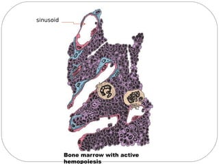 Hematopoietic system.pdf