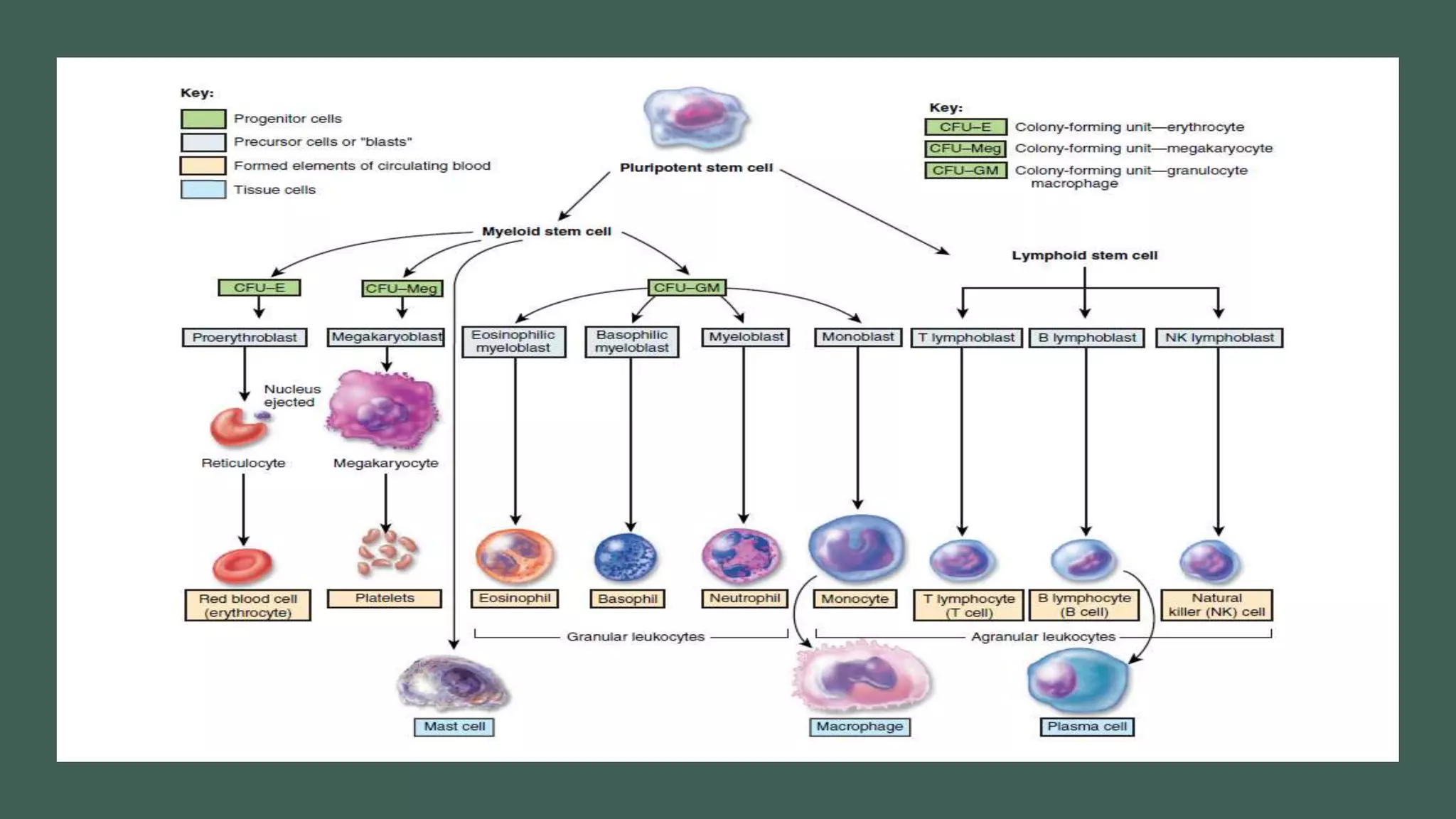 Hematopoietic System.pptx
