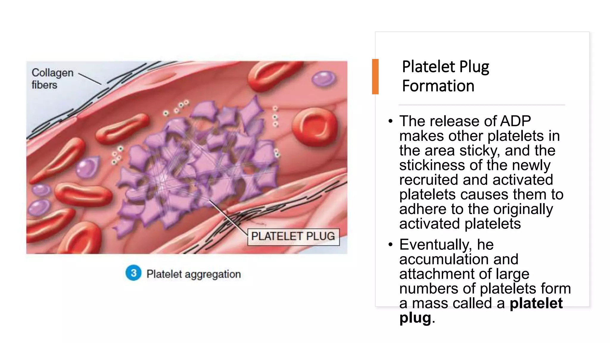 Hematopoietic System.pptx