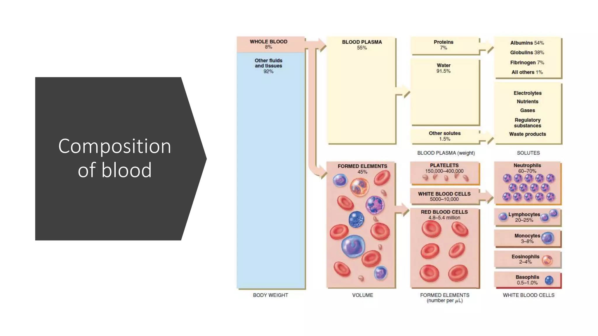 Hematopoietic System.pptx