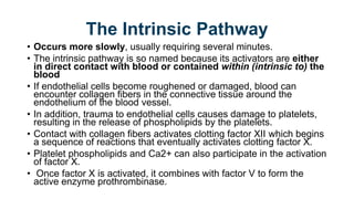Hematopoietic System.pptx