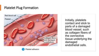 Hematopoietic System.pptx
