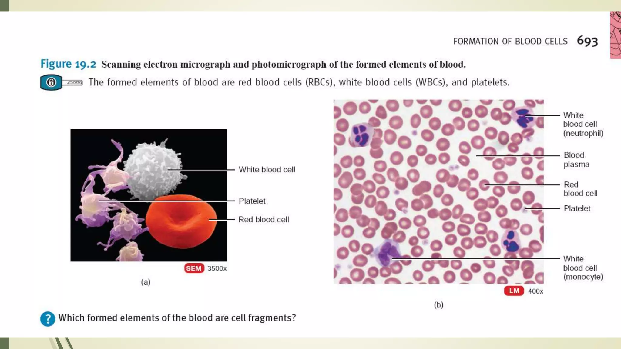 Hematopoietic system.pptx