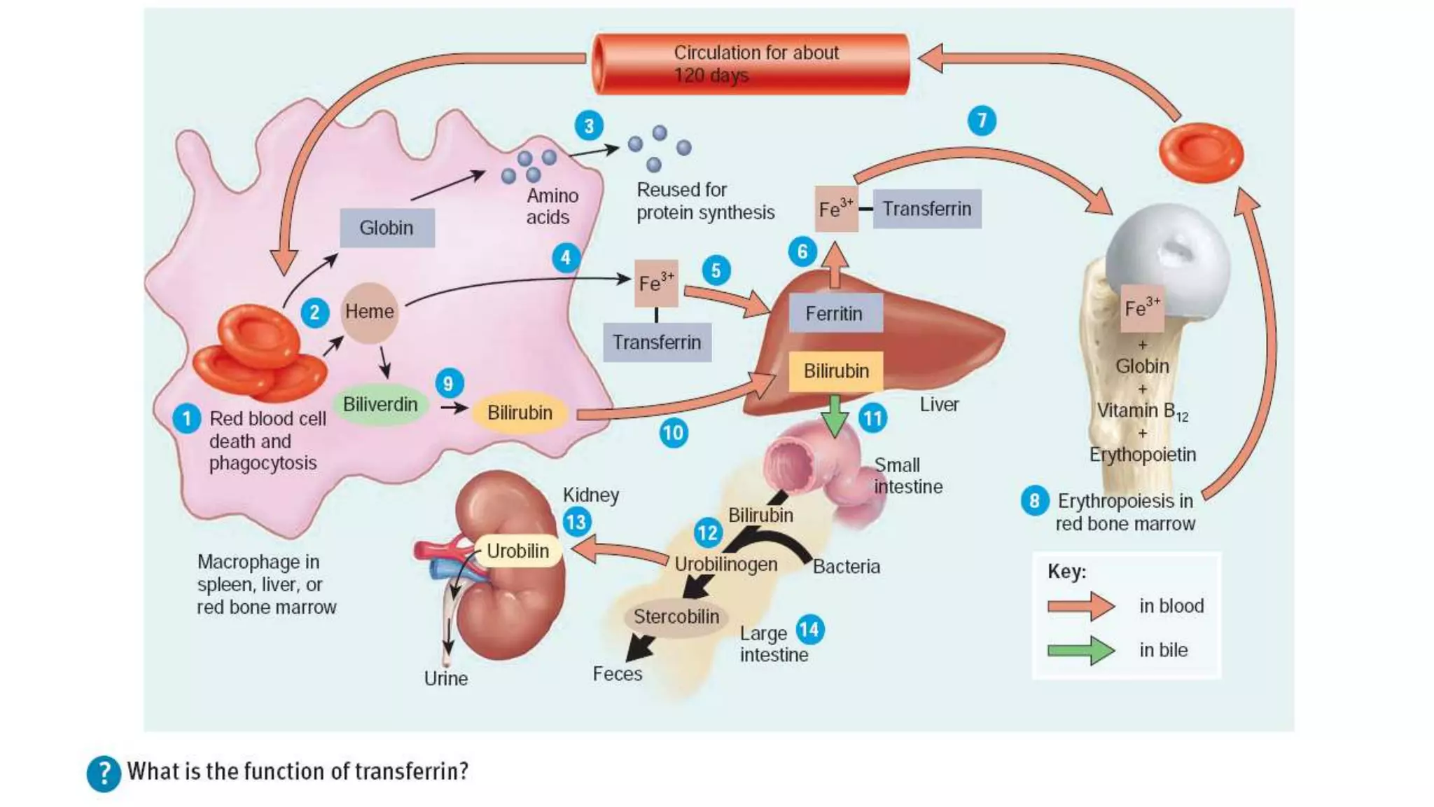 Hematopoietic system.pptx