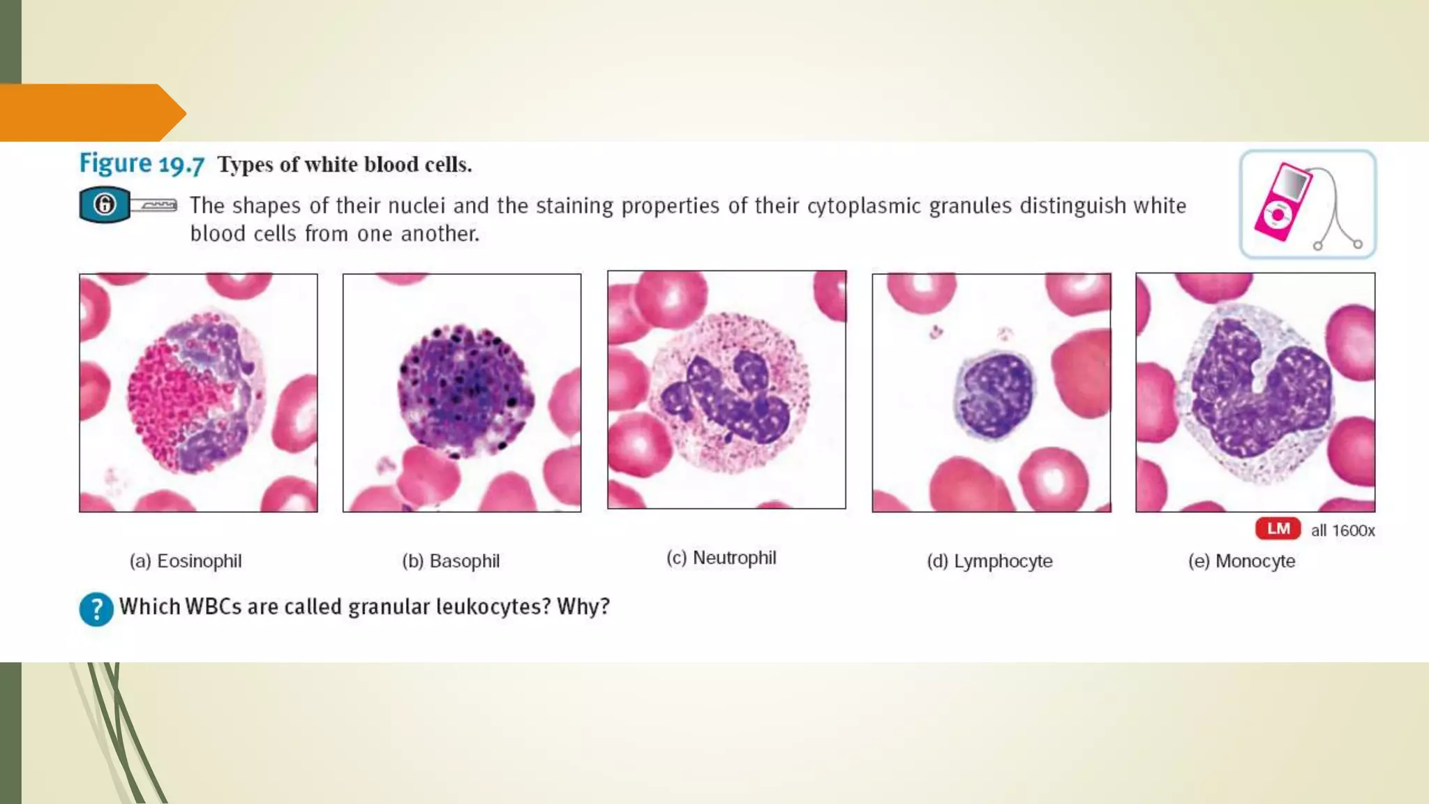 Hematopoietic system.pptx