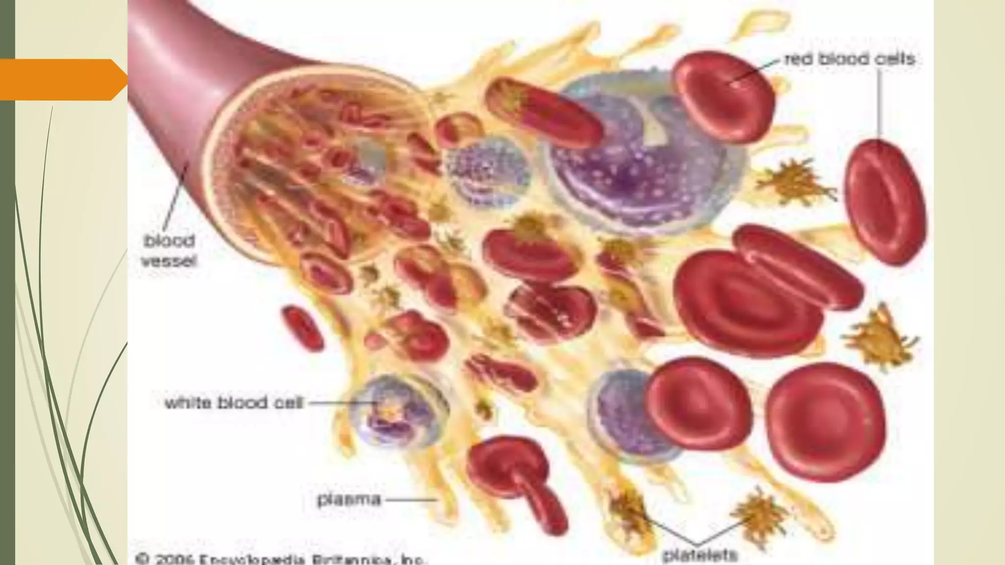 Hematopoietic system.pptx
