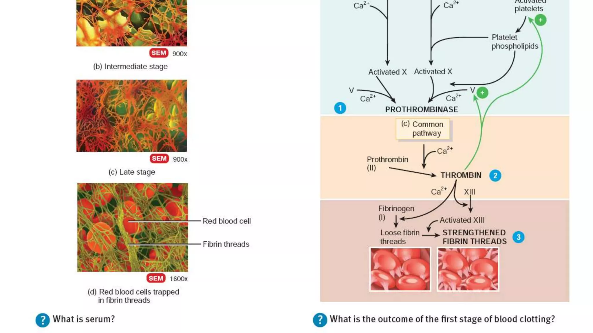Hematopoietic system.pptx