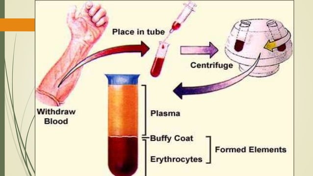 Hematopoietic system.pptx