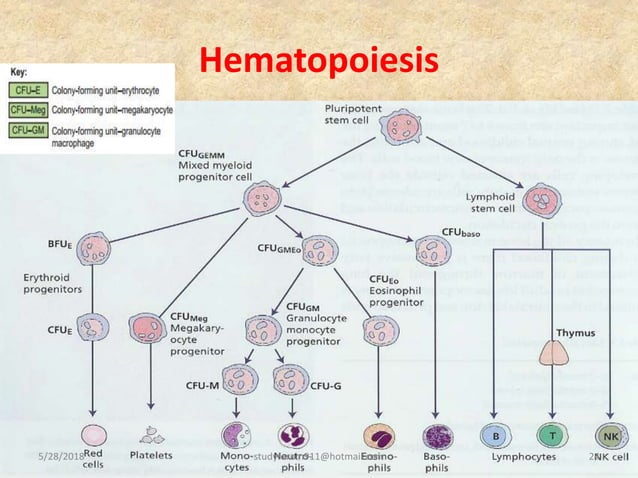 Hematopoisis | PPTX | Blood Disorders | Diseases and Conditions
