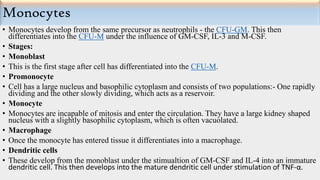 Hematopoisis | PDF