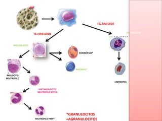 Hematopoyesis | PPTX