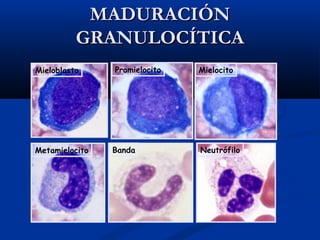 Médula ósea y Hematopoyesis | PPT