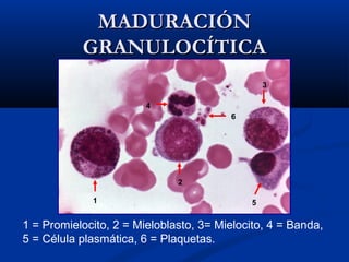Médula ósea y Hematopoyesis | PPT