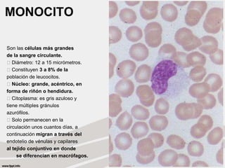 Hematopoyesis y celulas sanguineas | PPTX