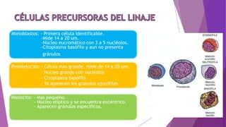 Hematopoyesis | PPTX