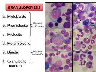 Hematopoyesis | PPT