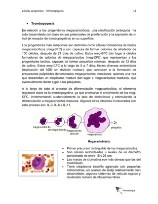 Hematopoyesis | PDF