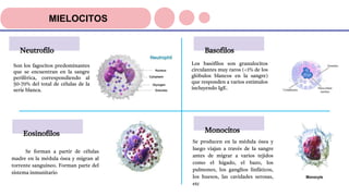 HEMATOPOYESIS.pdf