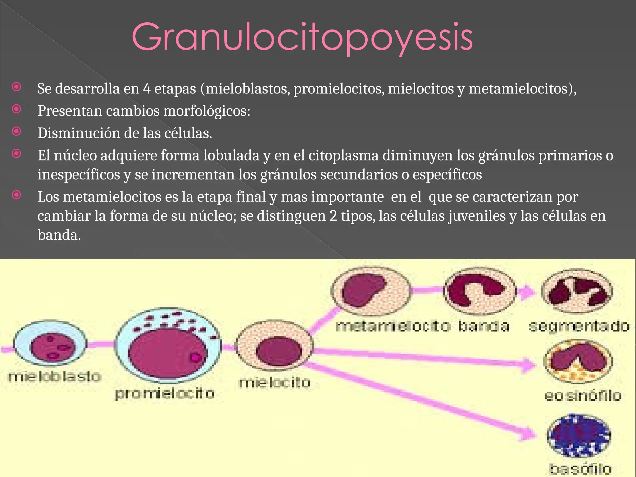 Tejido Hematopoyético Y Hematopoyesis Pptx